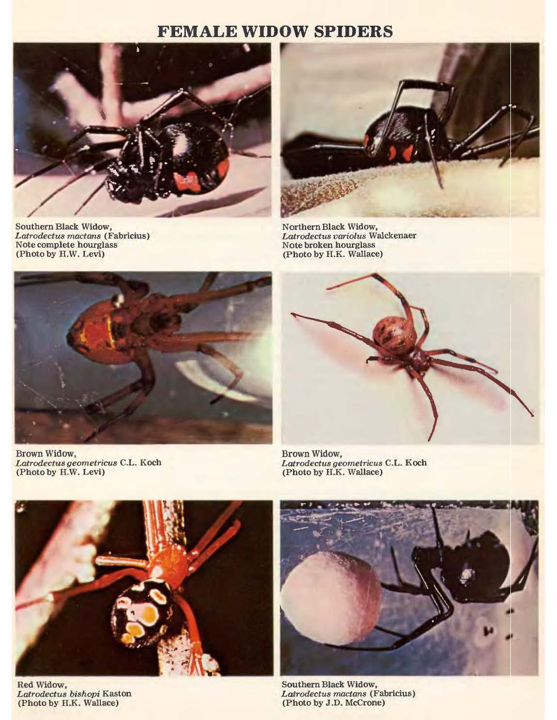 The Widow Spiders of Florida – The Florida State Collection of Arthropods