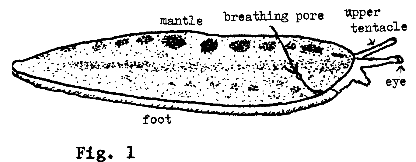 The Slugs Of Florida – The Florida State Collection of Arthropods