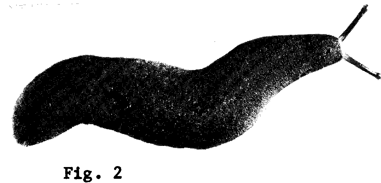 The Slugs Of Florida – The Florida State Collection of Arthropods