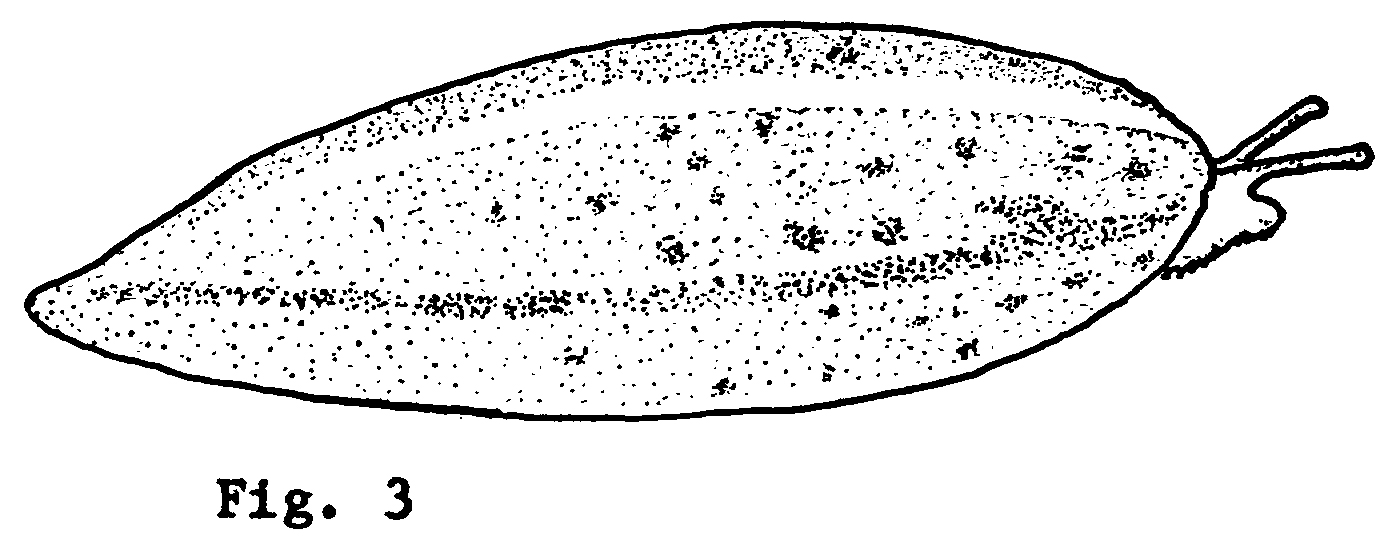 The Slugs Of Florida – The Florida State Collection of Arthropods