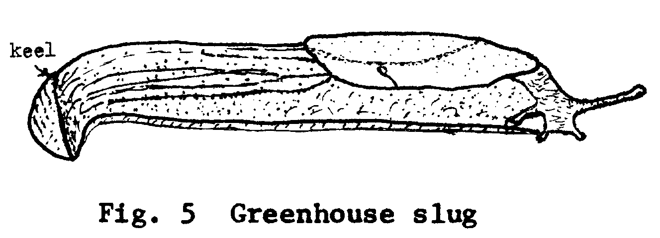 The Slugs Of Florida – The Florida State Collection of Arthropods
