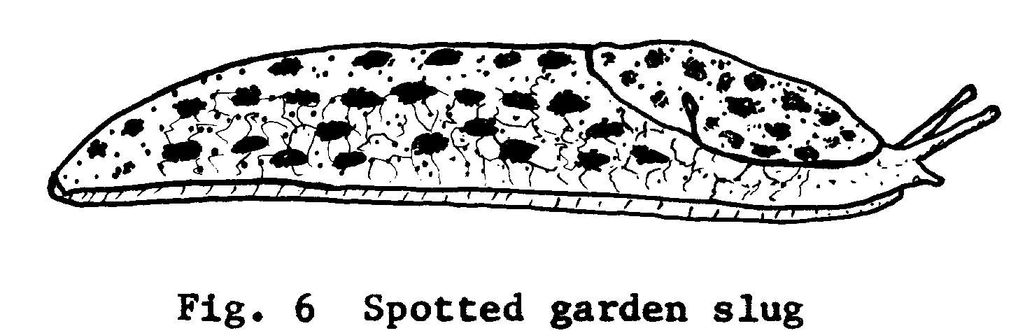 The Slugs Of Florida – The Florida State Collection of Arthropods