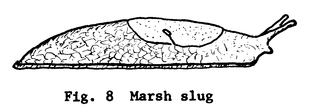 The Slugs Of Florida – The Florida State Collection of Arthropods