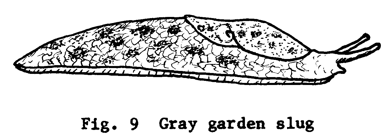 The Slugs Of Florida – The Florida State Collection of Arthropods