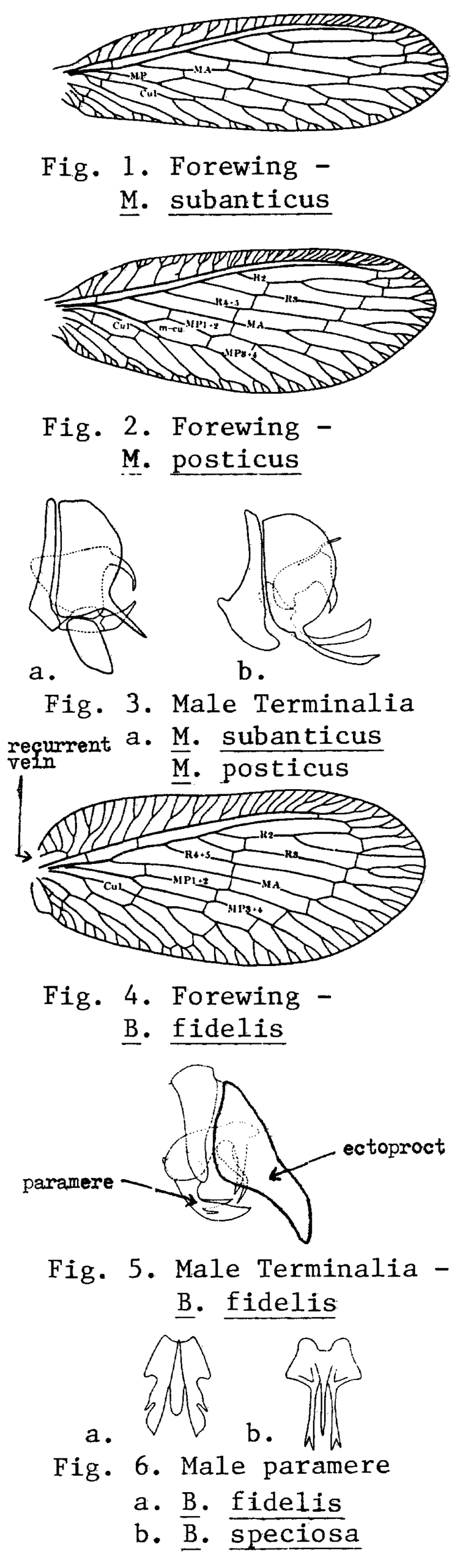 The Brown Lacewings Of Florida – The Florida State Collection of Arthropods