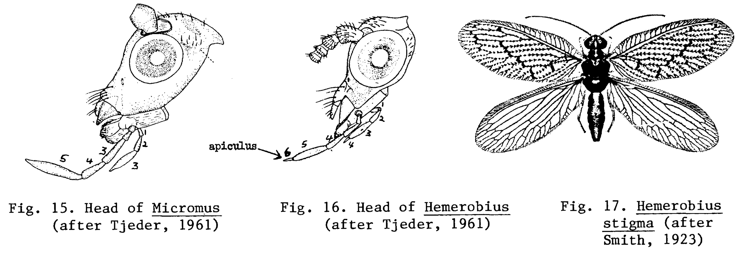 The Brown Lacewings Of Florida – The Florida State Collection of Arthropods