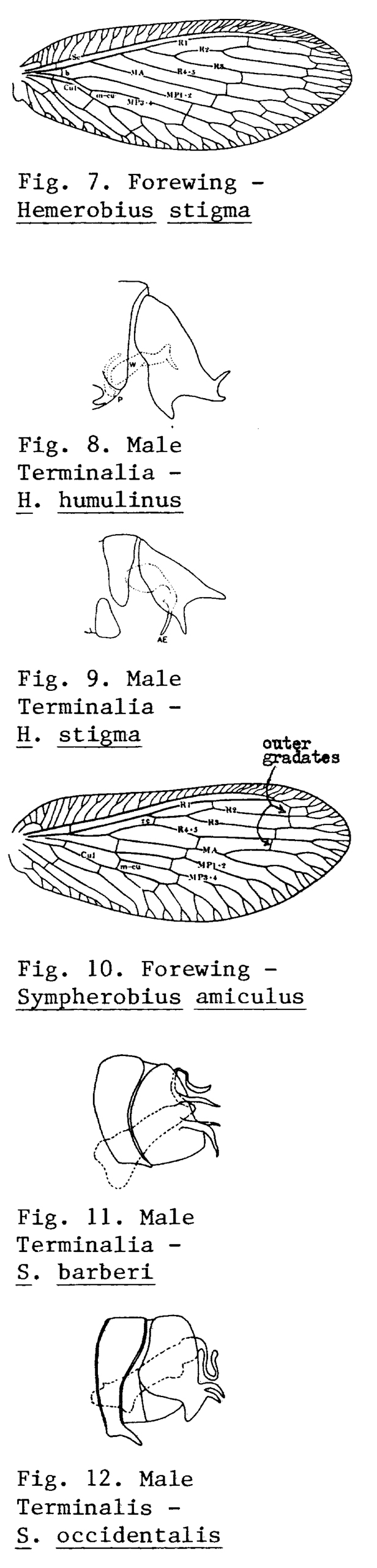 The Brown Lacewings Of Florida – The Florida State Collection of Arthropods