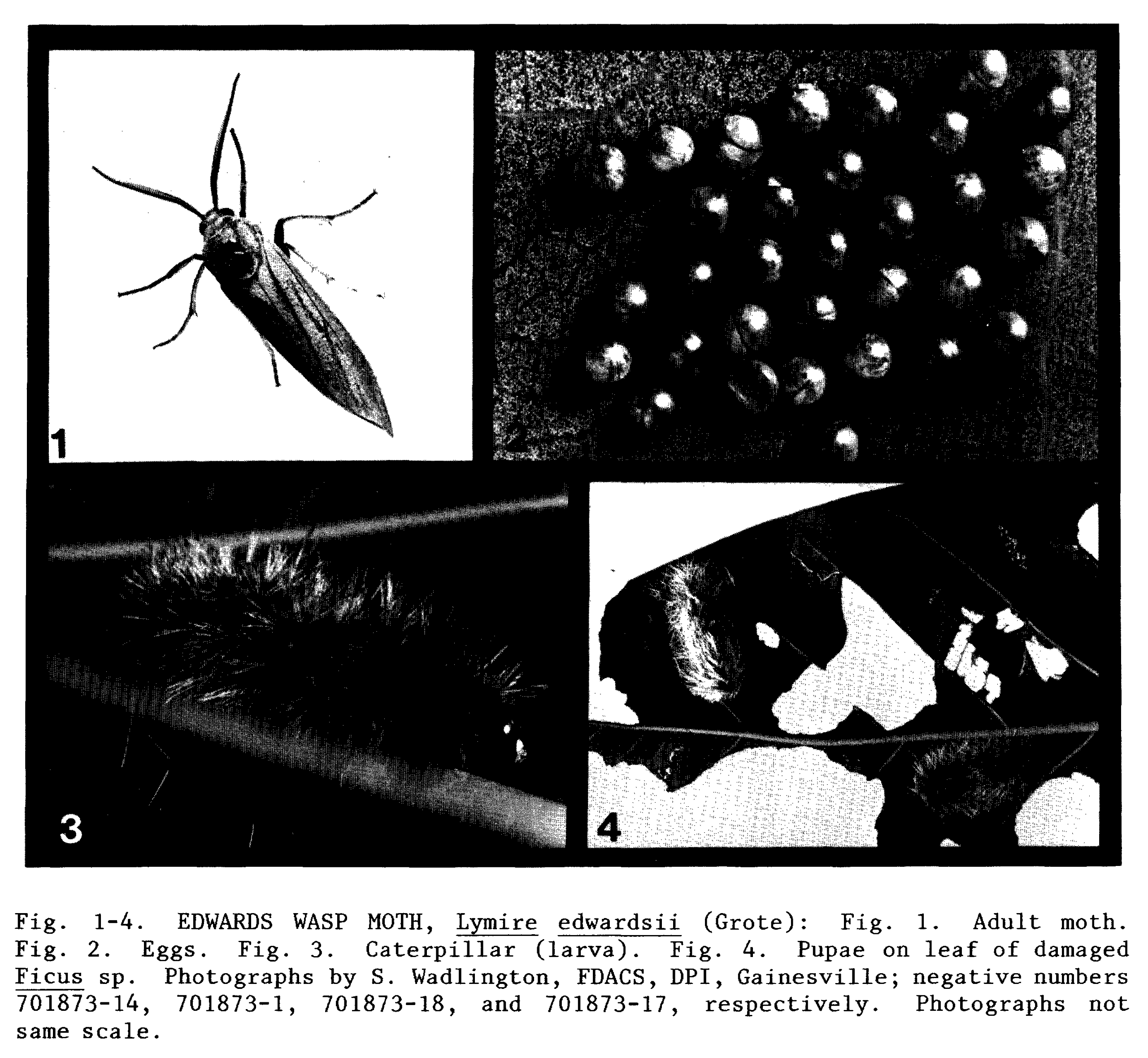 Edwards wasp moth, Lymire edwardsii (Grote) – The Florida State ...