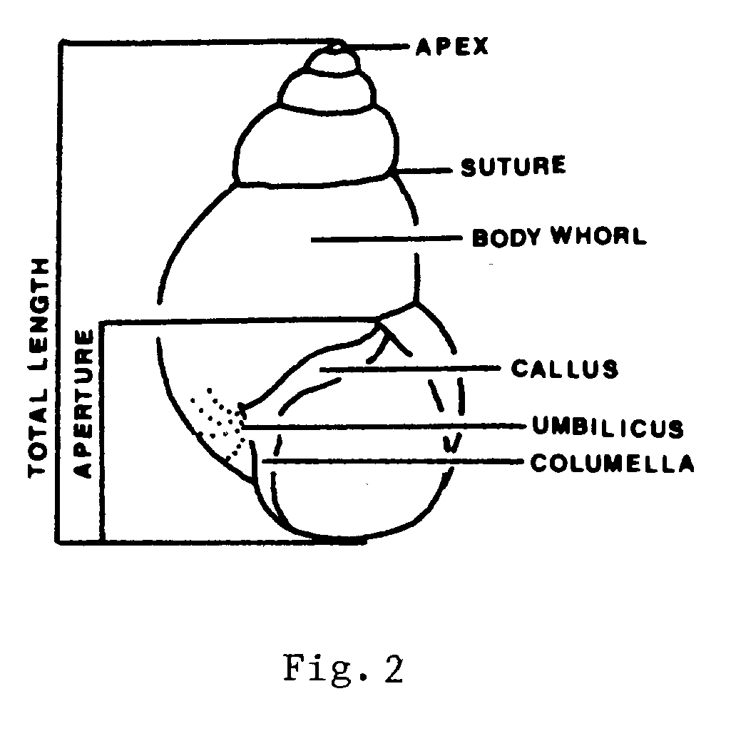 A Key To The Tree Snails Of Florida – The Florida State Collection of ...