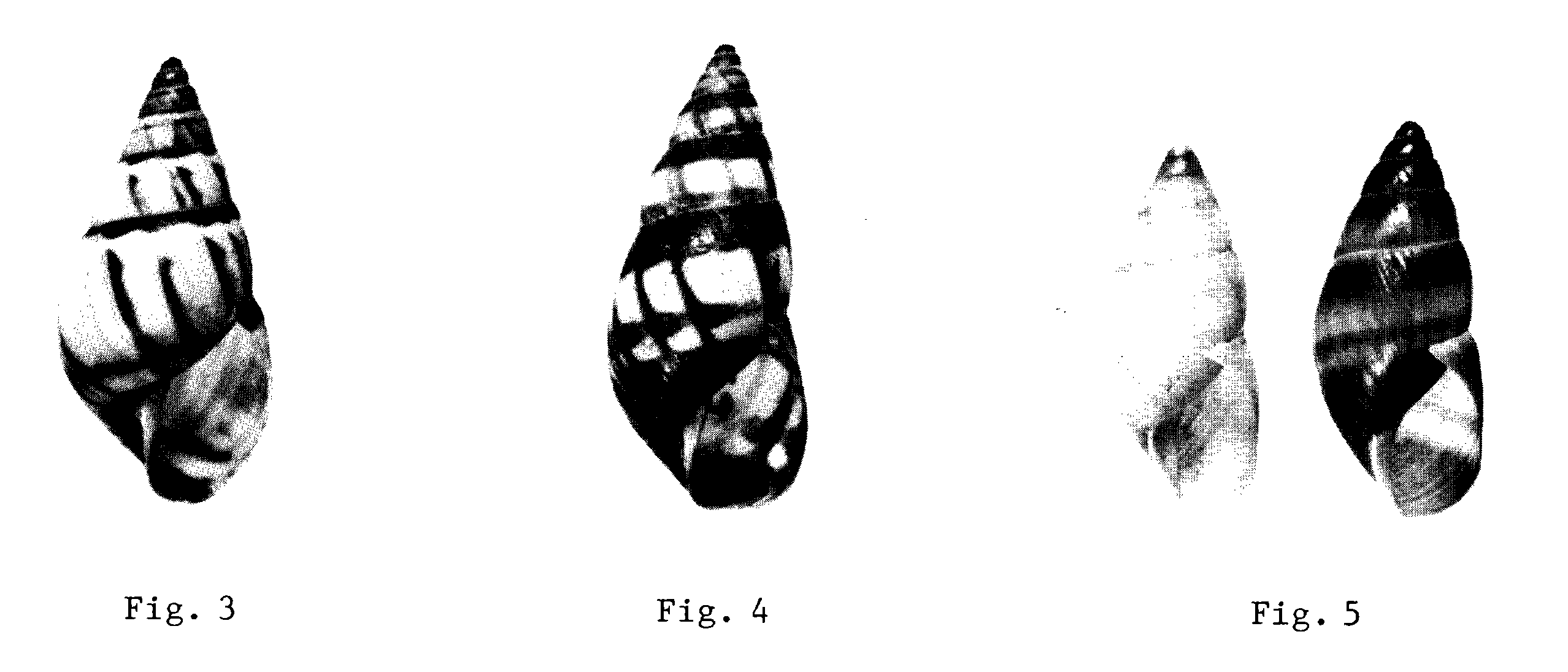 A Key To The Tree Snails Of Florida – The Florida State Collection of ...