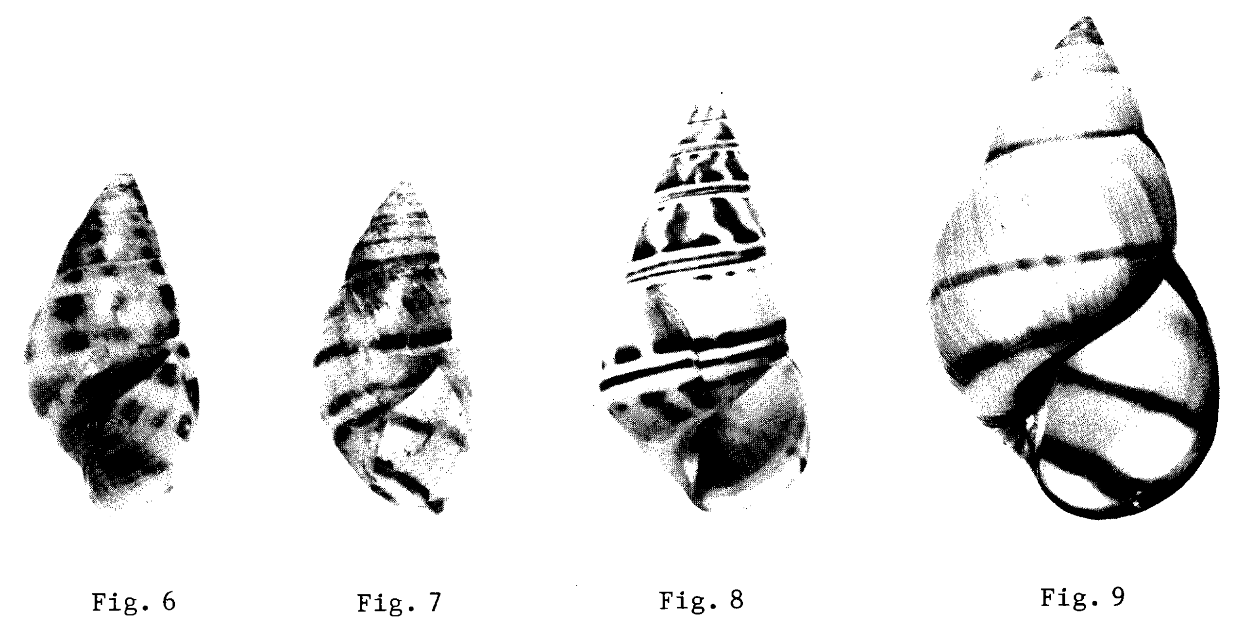 A Key To The Tree Snails Of Florida – The Florida State Collection of ...