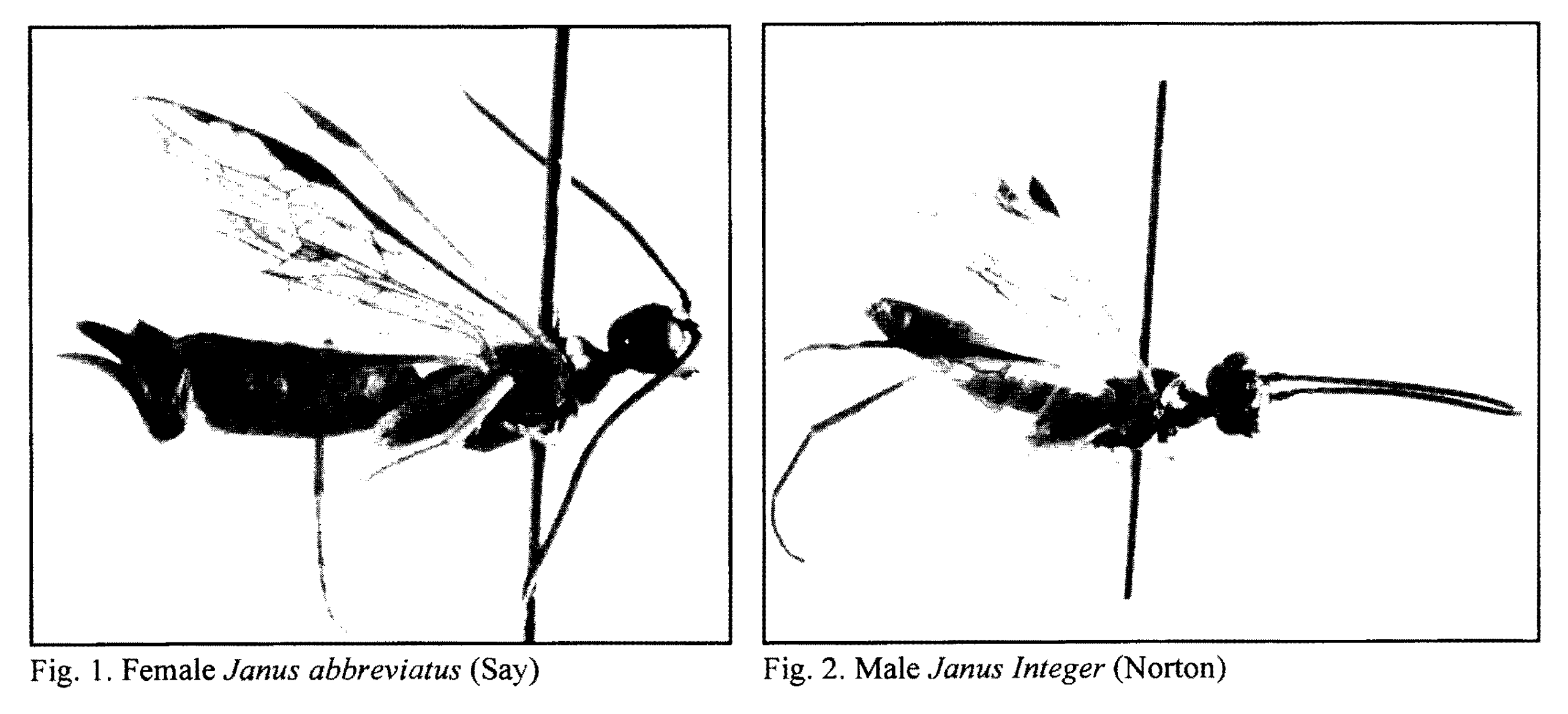 The Stem Sawflies of Florida – The Florida State Collection of Arthropods