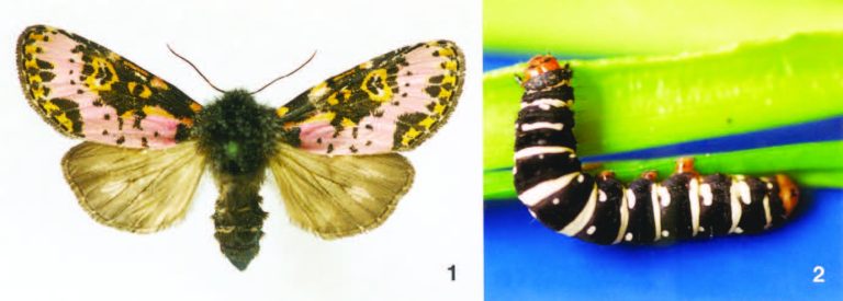 Spanish Moth, Xanthopastis timais – The Florida State Collection of ...