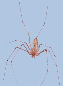 The Present Status and a Review of the Brown Recluse and Related ...