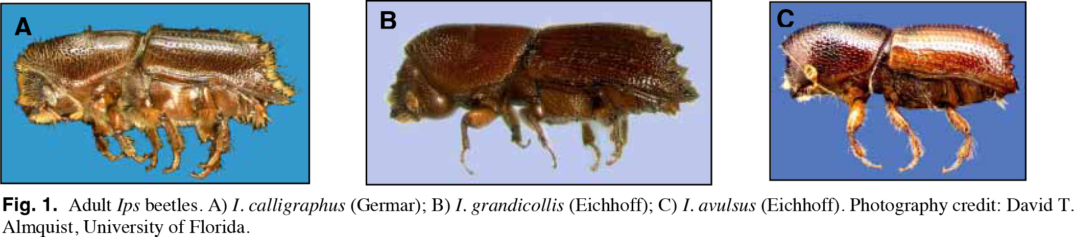 Ips Engraver Beetles – The Florida State Collection of Arthropods