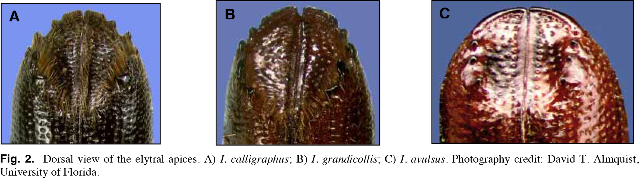 Ips Engraver Beetles – The Florida State Collection of Arthropods