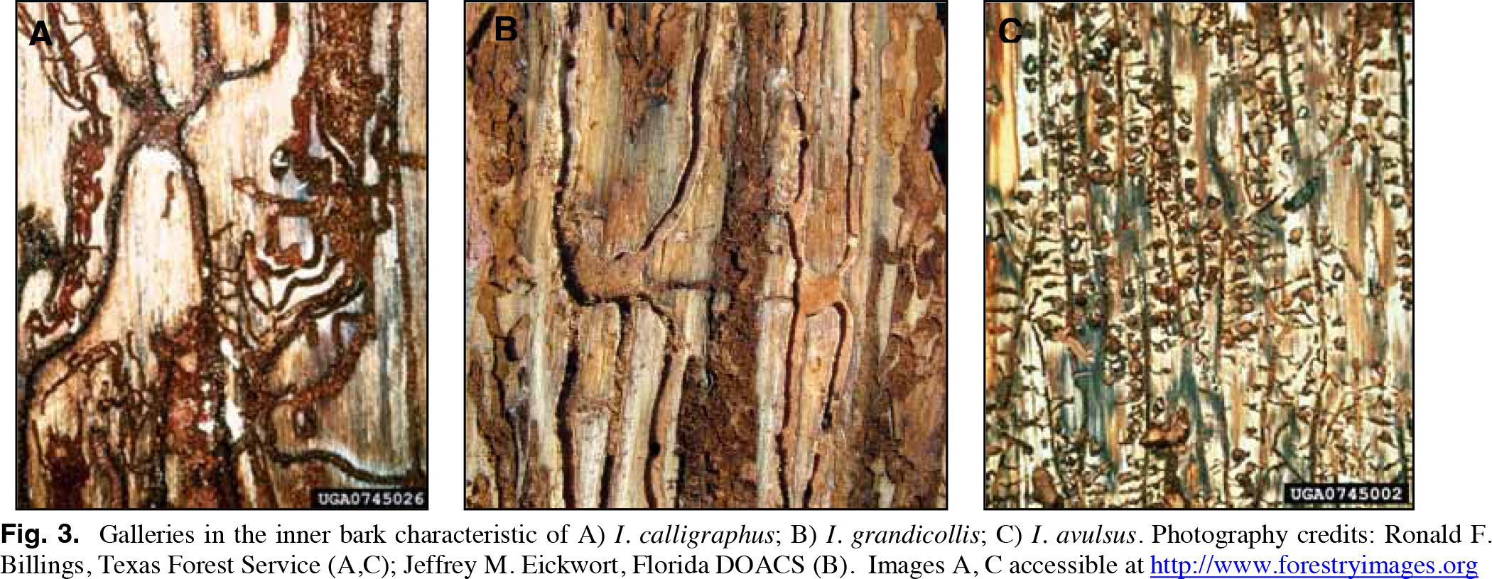 Ips Engraver Beetles – The Florida State Collection of Arthropods