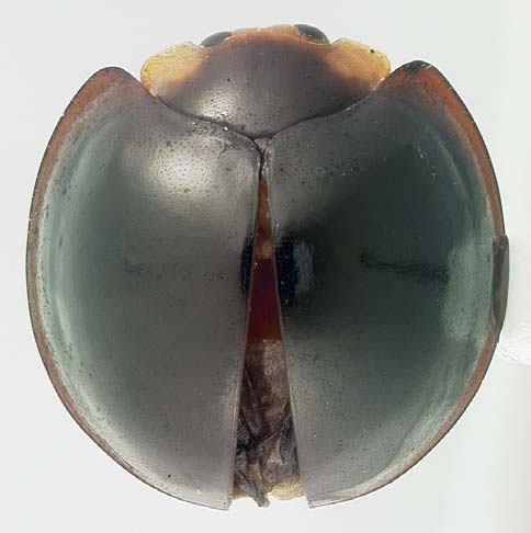 Ladybird Beetles – The Florida State Collection of Arthropods