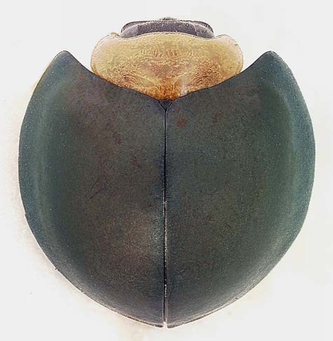 Ladybird Beetles – The Florida State Collection of Arthropods