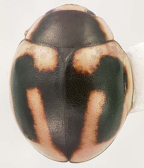 Ladybird Beetles – The Florida State Collection of Arthropods