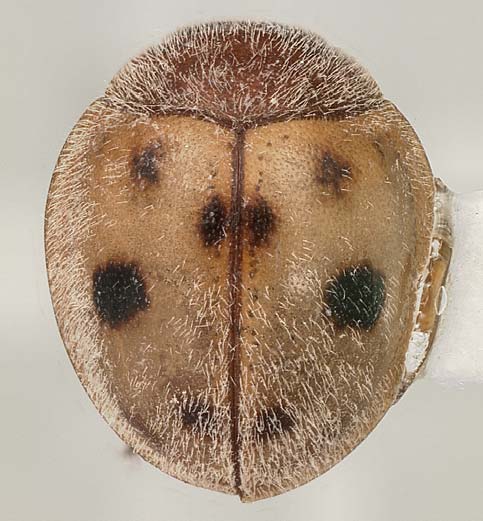 Ladybird Beetles – The Florida State Collection of Arthropods