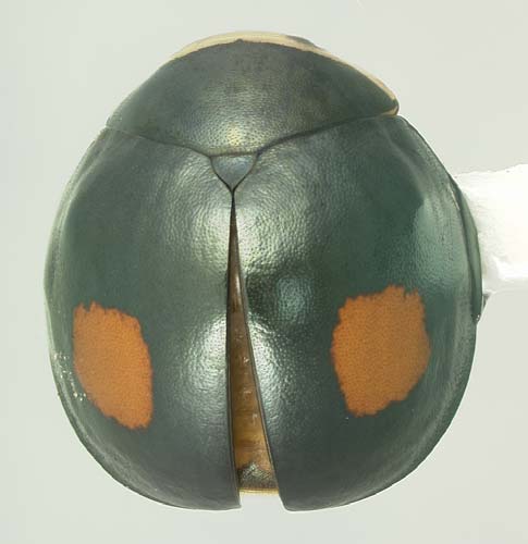 Ladybird Beetles – The Florida State Collection of Arthropods