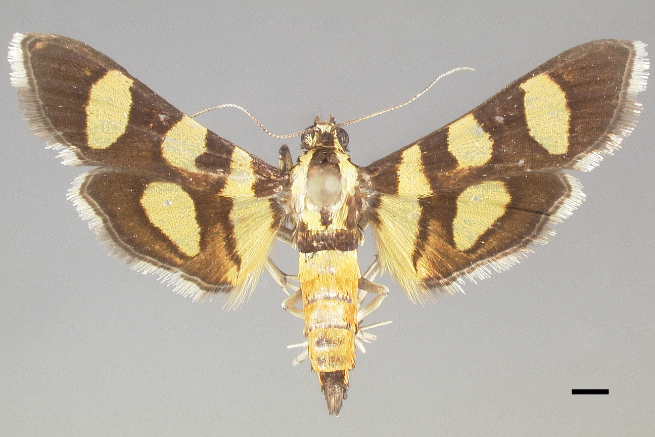 Syngamia florella (Stoll), the orange-spotted flower moth – The Florida ...