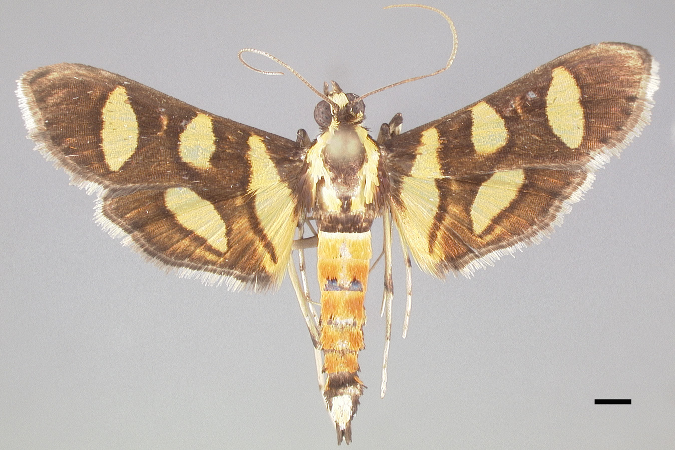 Syngamia florella (Stoll), the orange-spotted flower moth – The Florida ...