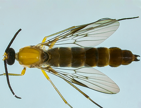 Diptera - True Flies or Two-winged Flies - FSCA