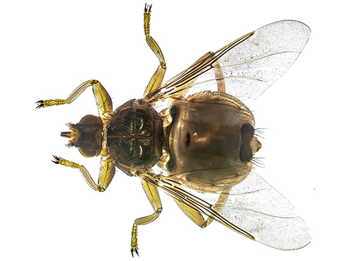 Diptera - True Flies or Two-winged Flies - FSCA