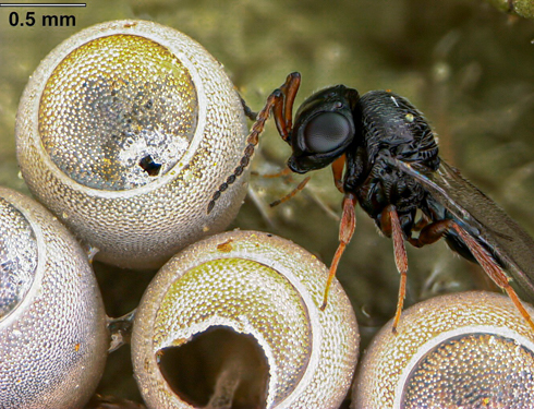 Hymentoptera - Bees, Ants, Wasps and More - FSCA