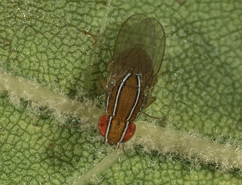 Diptera - True Flies or Two-winged Flies - FSCA