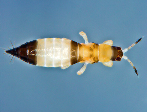 Thysanoptera - Thrips - Florida State Collection of Arthropods