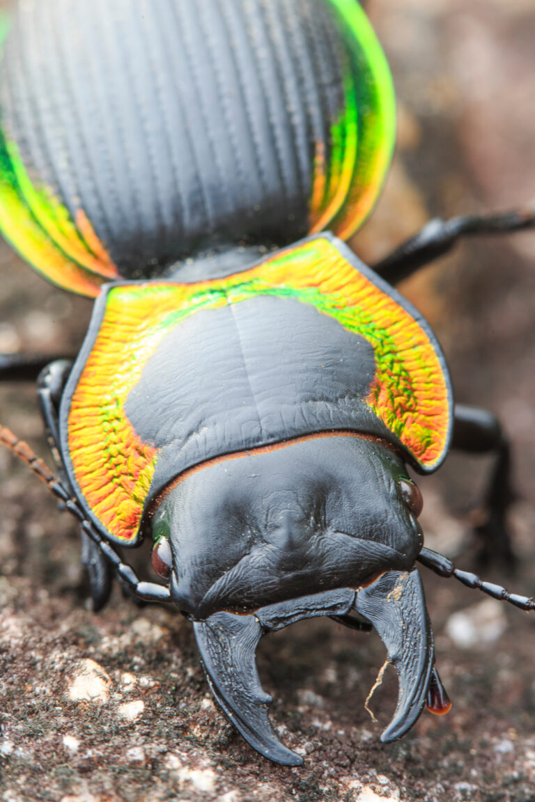 COLEOPTERA - Florida State Collection of Arthropods