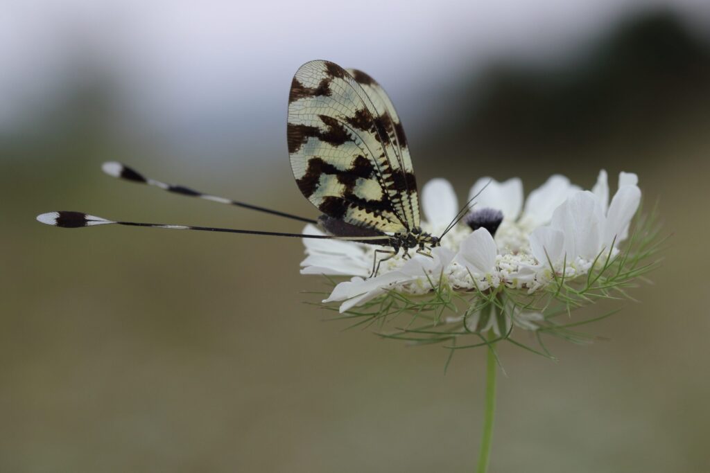 Neuropterida - Neuroptera, Megaloptera and Raphidioptera - FSCA
