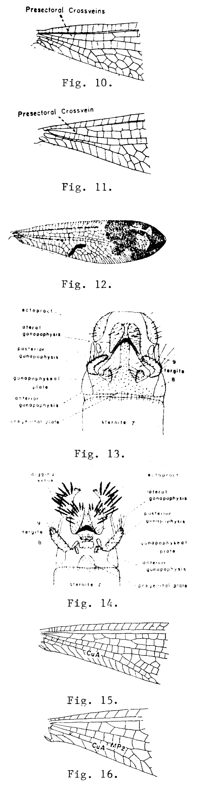 The Ant-lions Of Florida. I. Genera – The Florida State Collection of ...